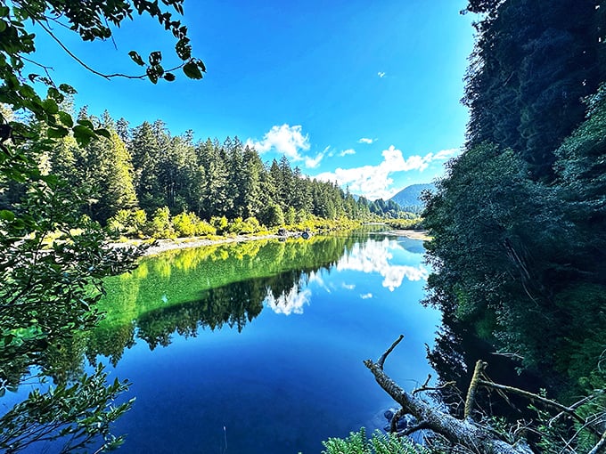 Jedediah Smith's redwoods: Nature's cathedral, where sunlight plays peek-a-boo through ancient boughs. Prepare for neck cramps and wonder!