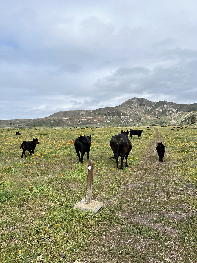 Friendly faces on the trail at Buchon Beach! These cattle share the path with hikers enjoying the beautiful San Luis Obispo coastal fields.