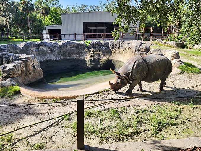 Rhinos, cheetahs, and splash pads? Central Florida Zoo is where African savanna meets summer camp fun.