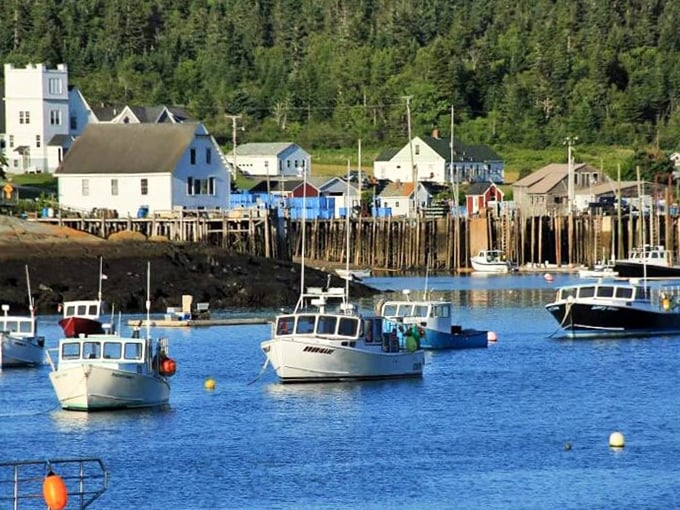 Puffin paradise off Cutler's coast. These tuxedoed seabirds are nature's own comedy show, no tickets required!