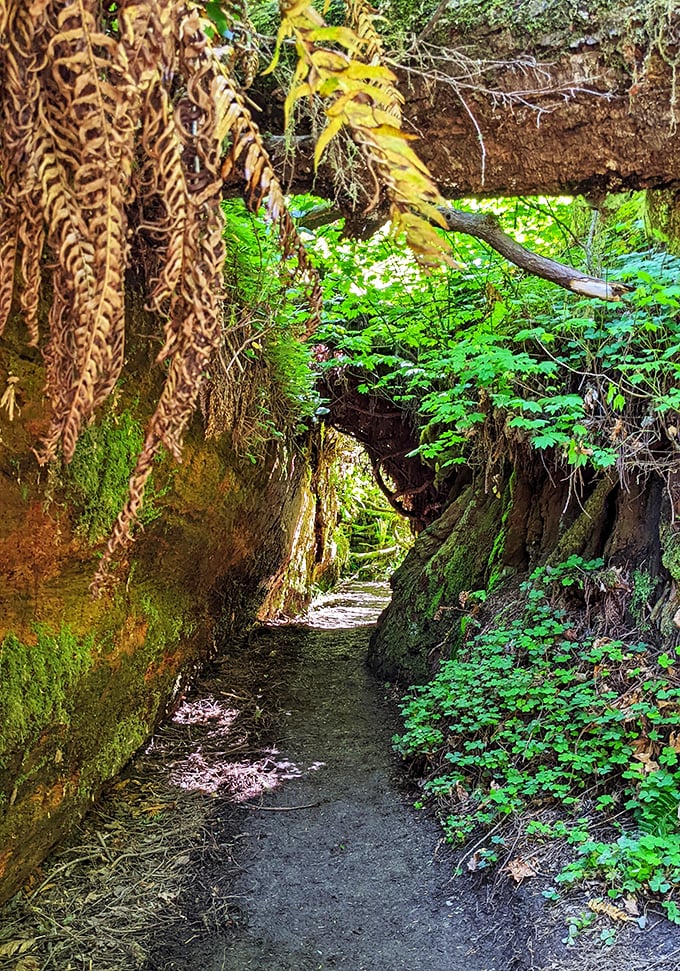 Crystal-clear waters wind through Jedediah Smith's verdant valleys. It's like Mother Nature's own version of a theme park ride!
