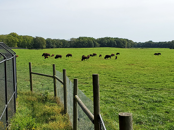 Step back in time at Wildlife Prairie Park, where Illinois' original furry residents still rule the roost.