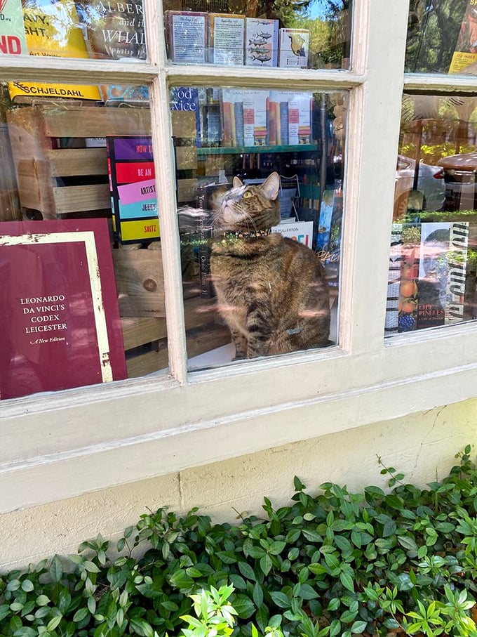 Meet the real boss of the bookstore! This feline supervisor ensures all books are up to scratch and nap-worthy.