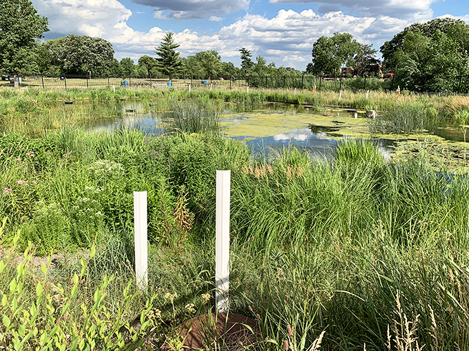Green machine! This lush landscape isn't just easy on the eyes &ndash; it's part of what makes Webber Pool a truly natural swimming experience.