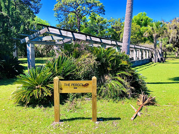 "The Pergola": The Pergola: where nature and architecture shake hands. It's like a runway for squirrels with good taste.