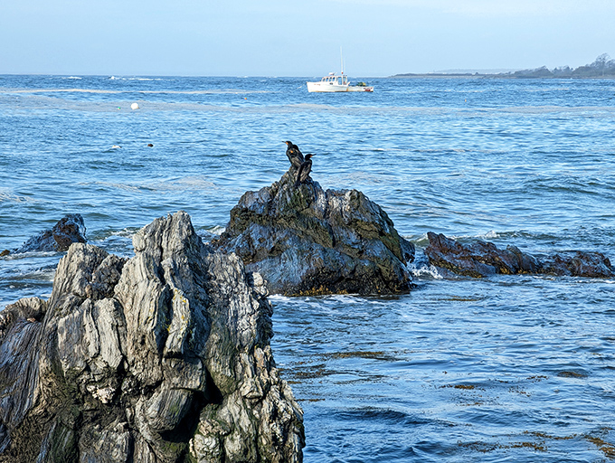 Rock stars of the sea! These feathered divas are strutting their stuff on nature's grandest stage.
