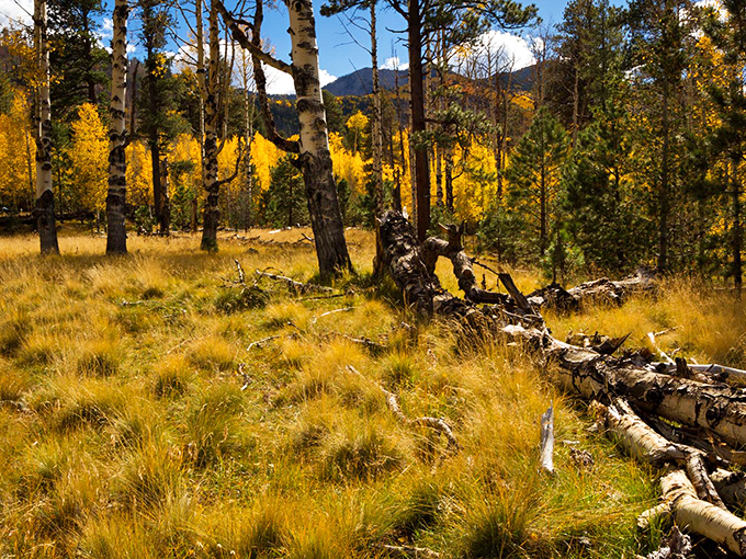 Fall in Lockett Meadow: Where trees put on a golden fashion show that'd make Project Runway jealous. Fierce!