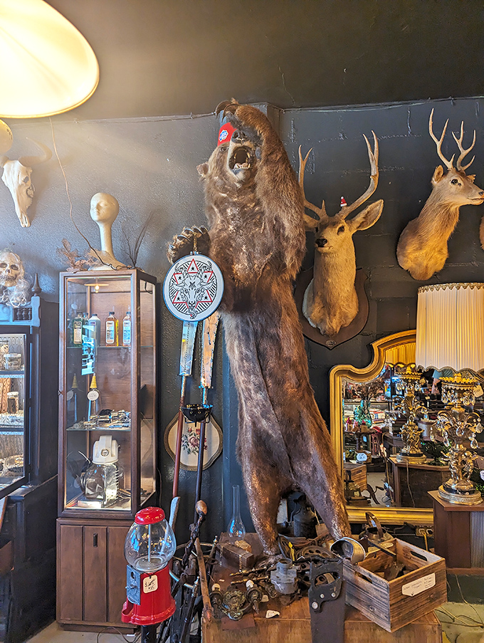 This bear's not only upright, he's upstaging everything else in the room. Talk about a grizzly situation!