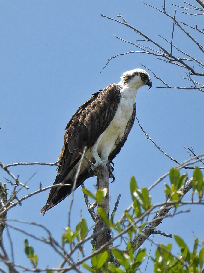Birdwatcher's jackpot! This osprey is just one of Fort De Soto's 328 feathered residents ready for their close-up.