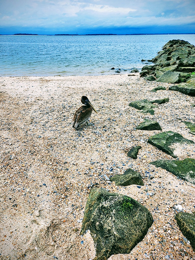 "This pelican's got the best seat in the house. Beach, rocks, and endless ocean &ndash; nature's version of first-class lounging."