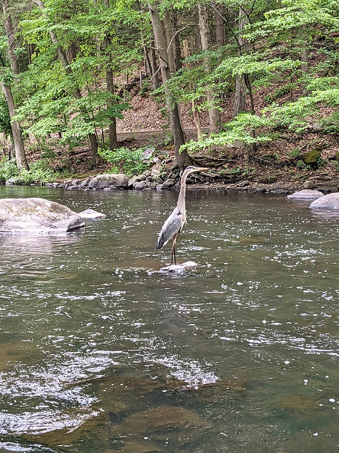 The original Twitter! This bird's got a better pose than most Instagram influencers. #NoFilterNeeded