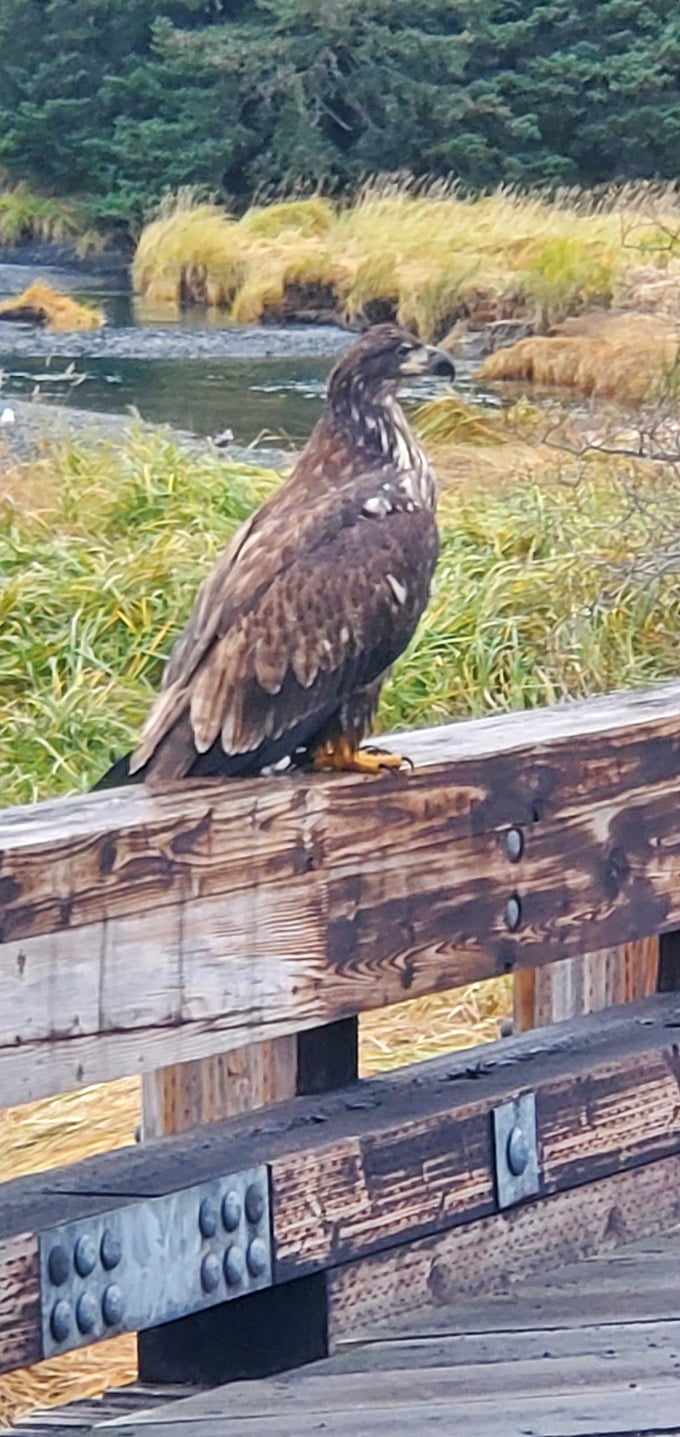 Feathered philosopher: This bird's got a thousand-yard stare that says, "I've seen things, man. I've seen things."