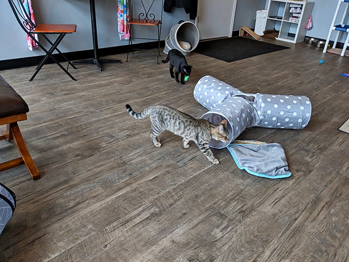 Tunnel vision has never been so adorable! These curious cats turn playtime into an Olympic sport.