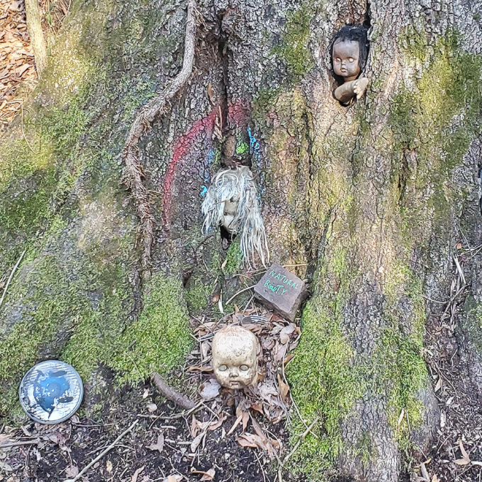 Who wood have thought? This tree's got more faces than a politician at a kissing booth, each with a story to tell.