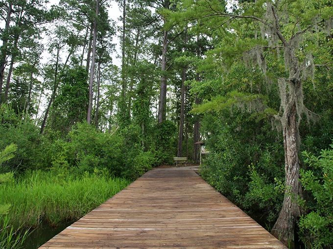 Mother Nature's own green screen. This lush boardwalk scene looks so perfect, you'd swear James Cameron designed it for his next blockbuster.