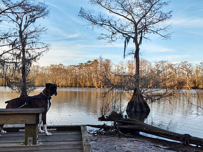 Even Fido agrees - this view is paw-sitively stunning. A reminder that the best travel companions sometimes have four legs.