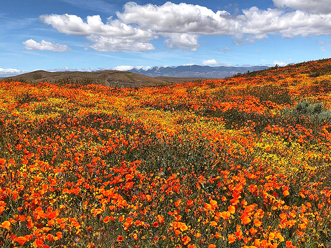 Poppies as far as the eye can see! It's like someone took a giant orange crayon and went to town on the landscape.