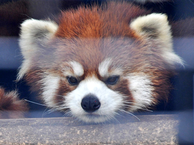 Red pandas: Nature's answer to the question, 'What if we made raccoons cuter and gave them anger management issues?