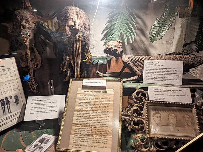 Honey, I shrunk the artifacts! From shrunken heads to the Feejee mermaid, this display is a testament to humanity's enduring fascination with the bizarre.