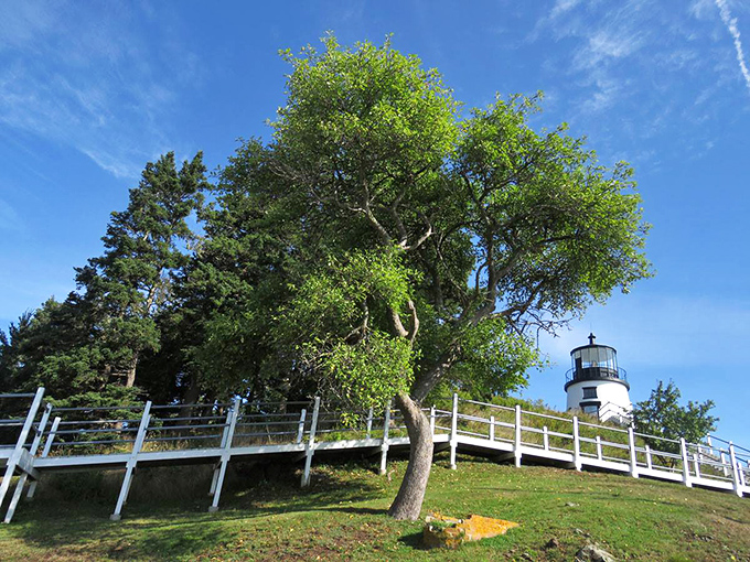 Nature's frame: The lighthouse peeks through the trees like a shy debutante, ready for its grand entrance onto the coastal stage.
