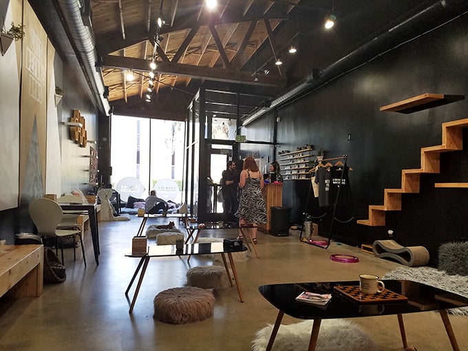 Where industrial chic meets cat-approved comfort. It's as if a New York loft decided to let the cats take over the interior design.