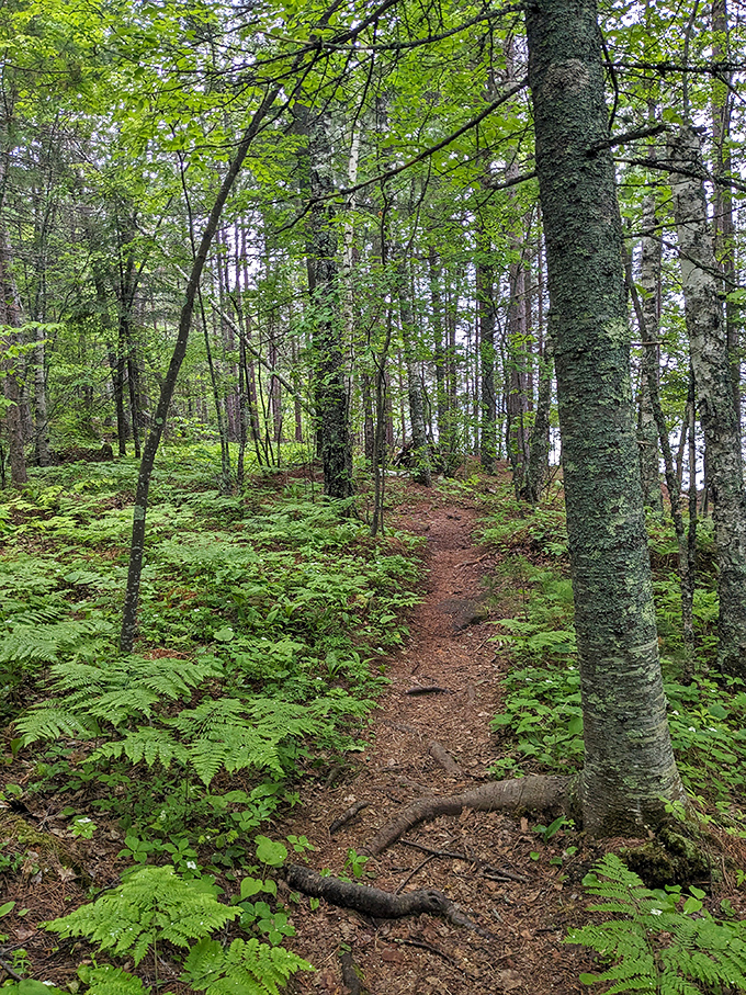 Trails that whisper adventure. It's like stepping into a fairy tale, but instead of breadcrumbs, you follow your sense of wonder.