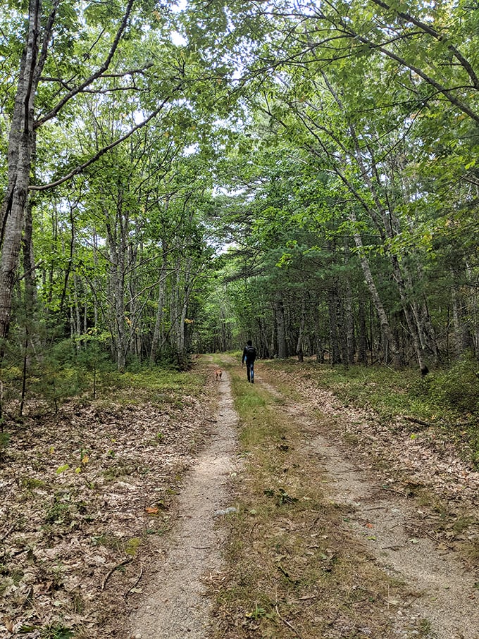 Walk this way to your "Into the Woods" moment, minus the singing baker and his wife. Breadcrumbs optional, sense of wonder mandatory.