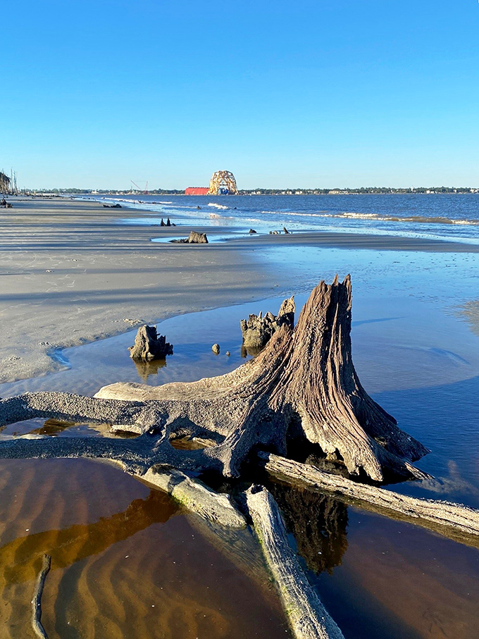 Root for the underdog: These tenacious tree roots are the beach's very own natural jungle gym. Climb at your own risk!