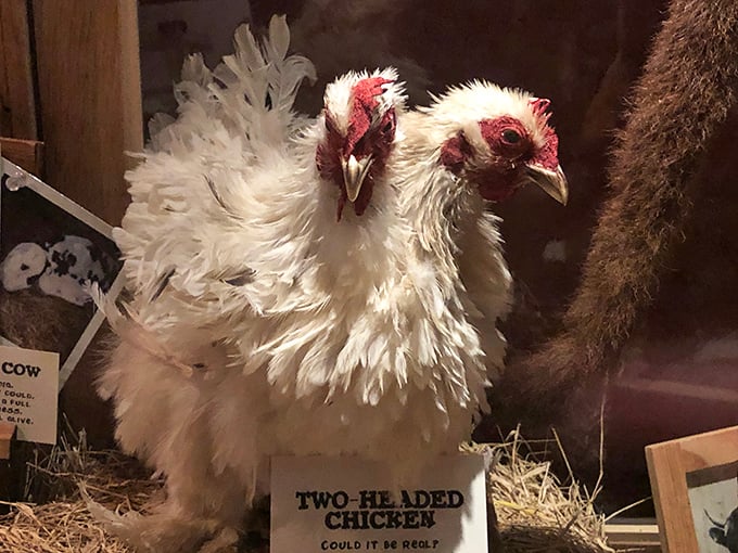 Double the beaks, double the clucks! This two-headed chicken proves that two heads aren't always better than one.