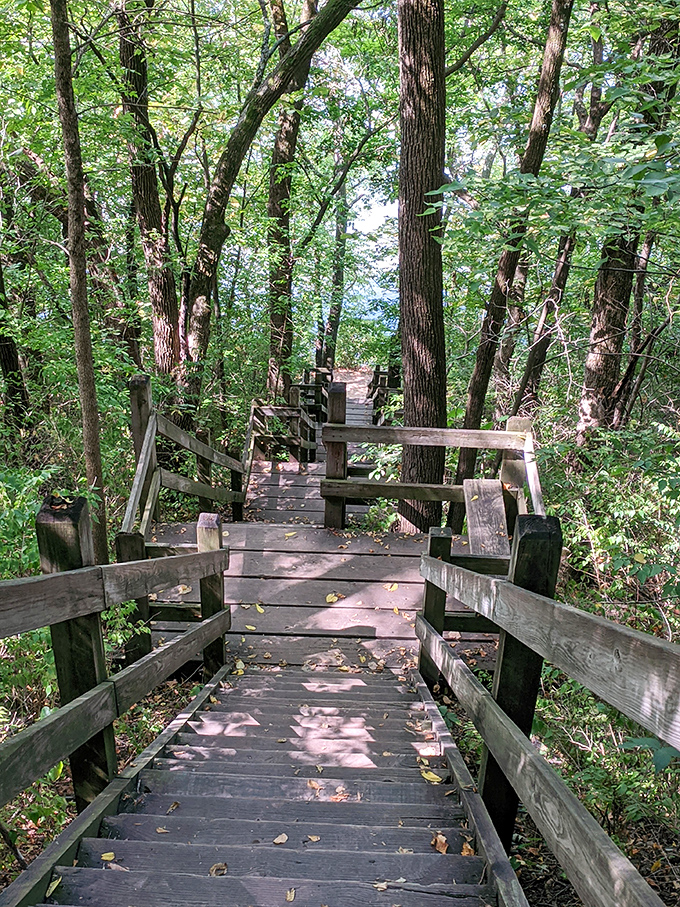 Stairway to heaven? Nope, just a really nice set of steps in the woods. Watch out for squirrels playing 'Chutes and Ladders'!