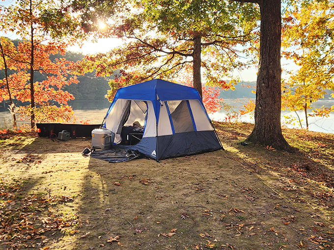 Camping goals: Where your backyard is a forest and your ceiling is the stars. It's like glamping, but with more authentic woodland aromas.