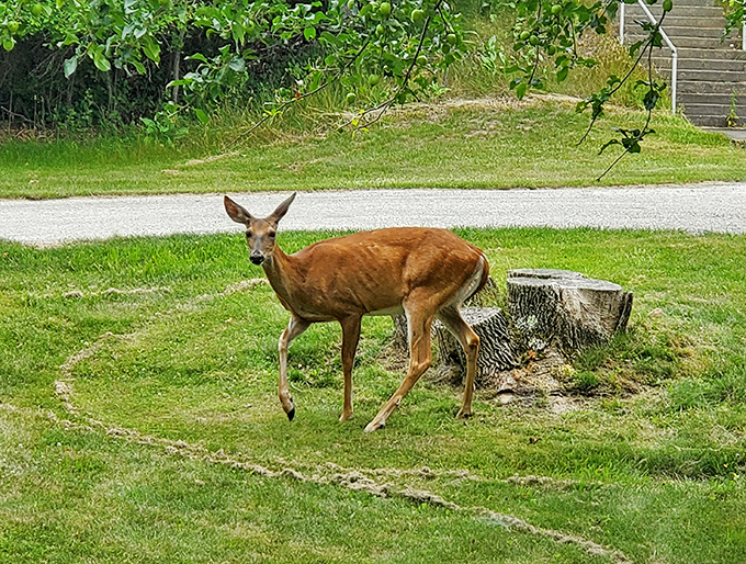 Oh deer, we have company! This four-legged local seems just as curious about the tourists as they are about the historic surroundings.