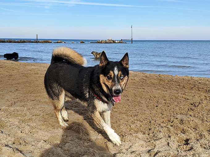 Doggy paddle takes on a whole new meaning here! This pup's living its best beach life - pure joy on four legs.