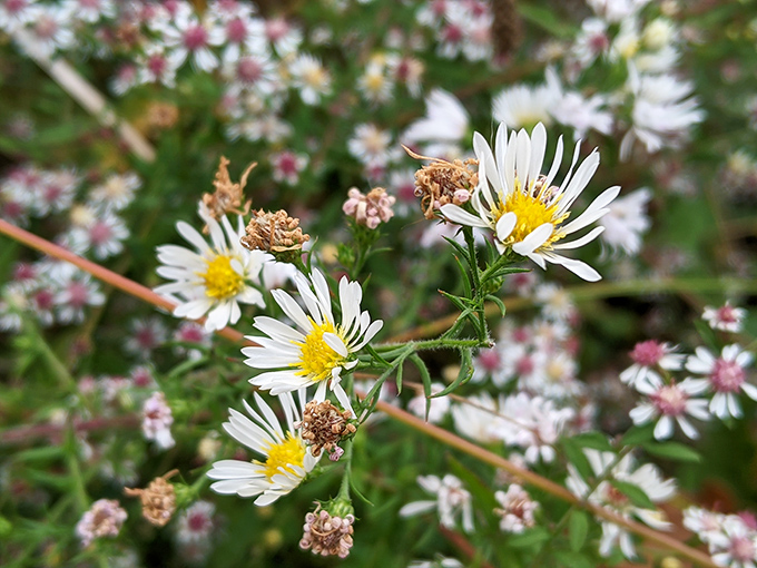 Petal power! These dainty daisies are nature's confetti, celebrating the joy of spring. No cleanup required after this party!