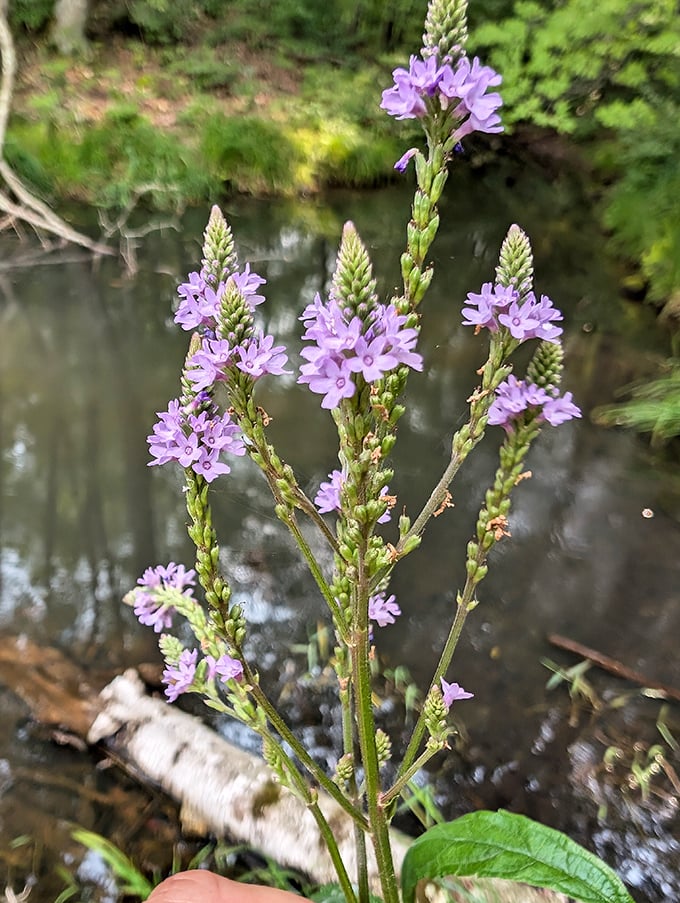 Purple reign: These delicate blooms add a pop of color to the landscape, like nature's own confetti celebration.