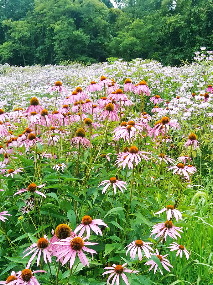 Flower power in full force! This explosion of pink and white blooms is nature's way of saying, "Hey, stop and smell the... well, everything!"