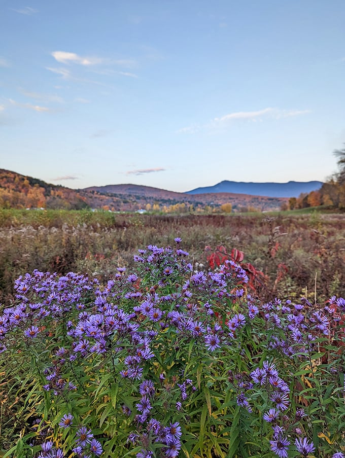 Purple mountain majesties? How about purple meadow magnificence! These wildflowers are putting on a show that would make Broadway jealous.