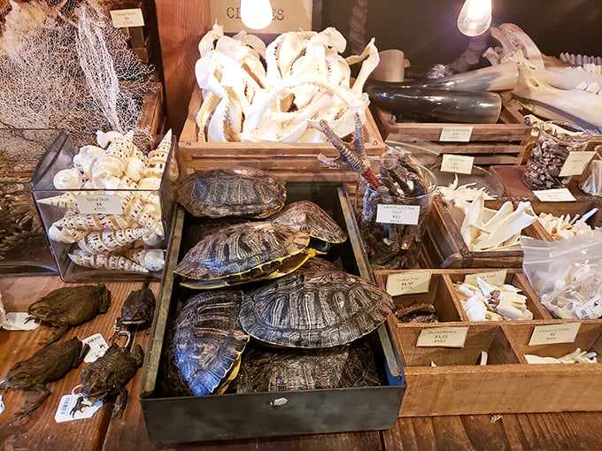 Life's a beach, and then you're displayed! This shell-shocking array proves that nature's jewelry box is far more diverse than we imagined.