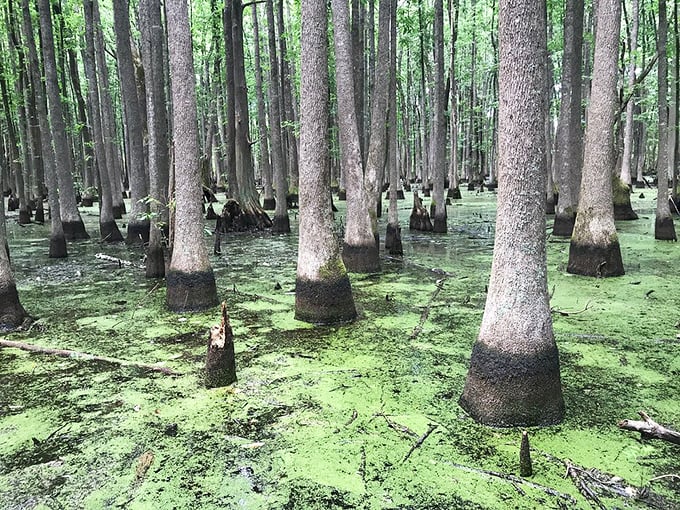 Fifty shades of green, anyone? This swamp scene is like Mother Nature's masterclass in monochromatic magic.