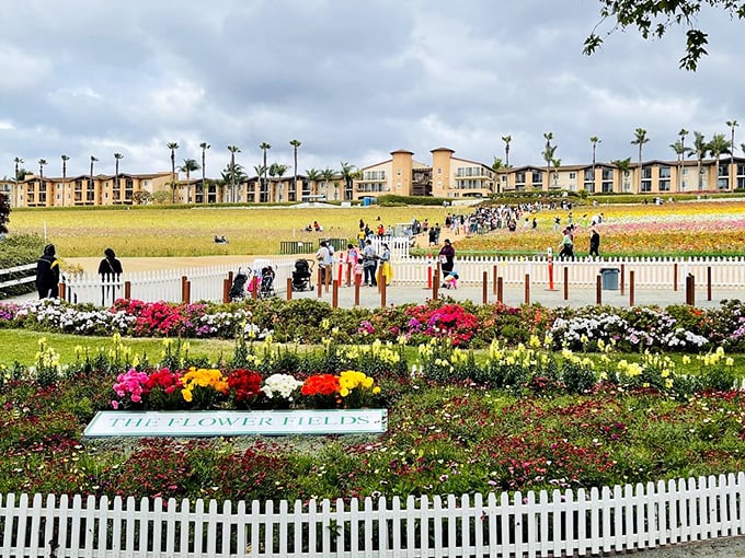 Welcome to flower paradise! Visitors stroll through a living rainbow, proving that sometimes the best vacations are in your own backyard.
