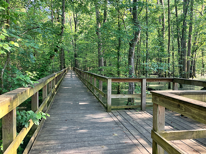 Wooden walkways weave through wetlands: It's like walking on water, but with fewer miracles and more bird-watching opportunities.