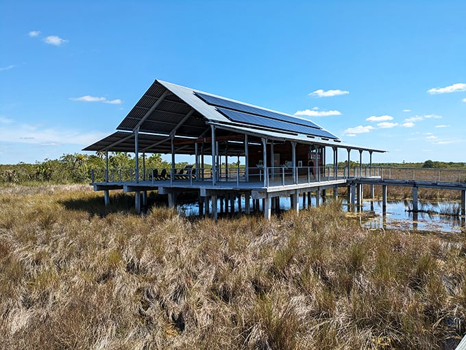 The Sistine Chapel of swamps. Michelangelo would've traded his paintbrush for a camera if he'd seen this view.