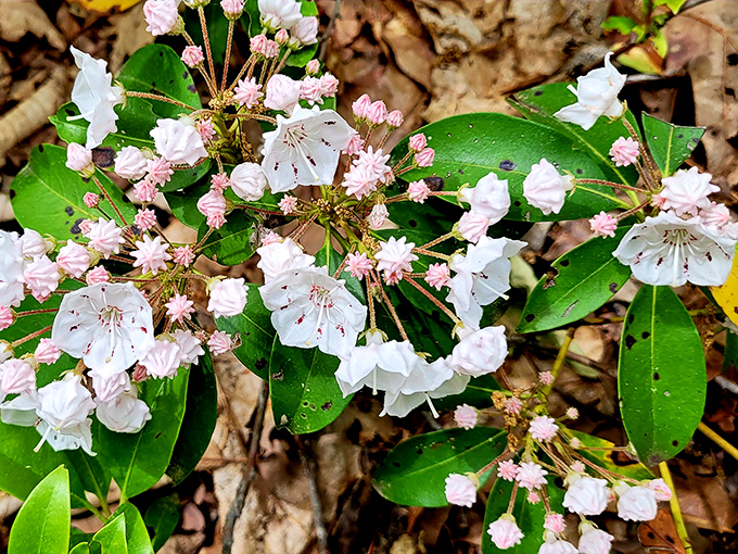 Mountain Laurel in bloom: Nature's way of saying, "Hey, winter's over! Time to party!" in delicate pink and white.