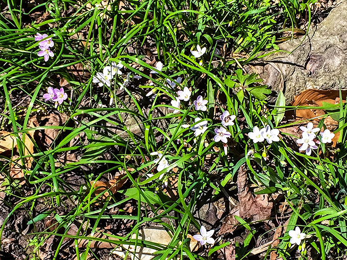 Spring's own confetti! These delicate wildflowers are nature's way of saying, "Winter's over, let's party!" in the most elegant way possible.