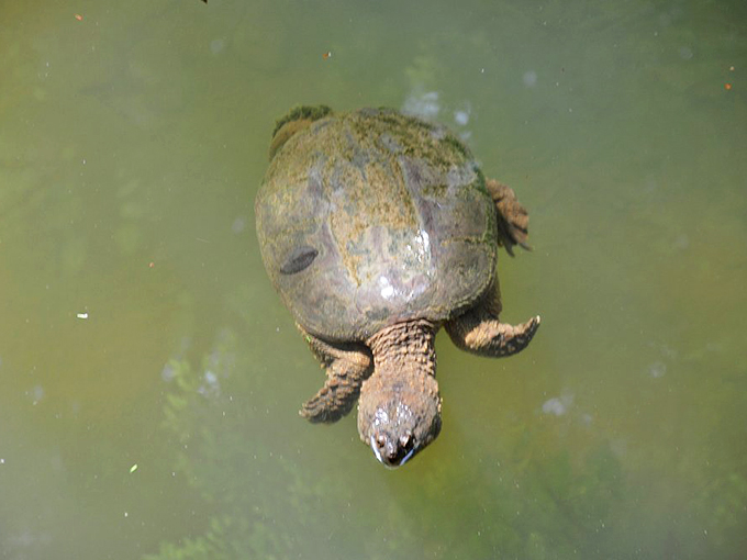 Meet the local welcoming committee! This turtle's giving you the eye, probably wondering if you brought any lettuce to share.