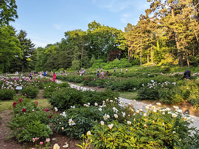 Tree-mendous variety! The Arb offers more trails than a Boy Scout jamboree and more species than a Noah's Ark reunion.