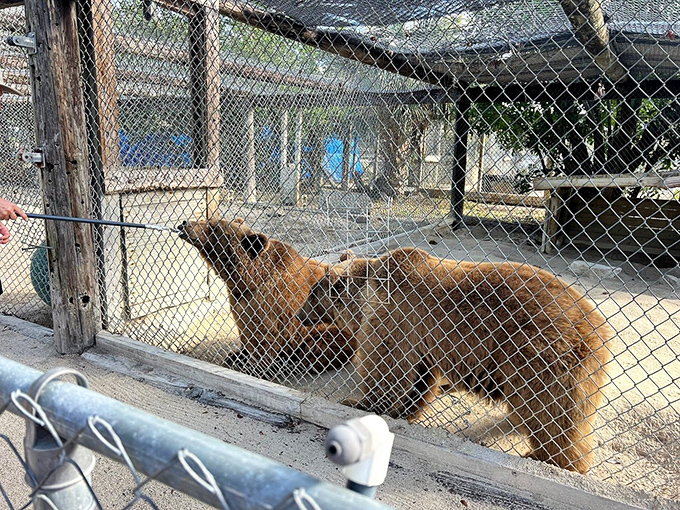 At Octagon Wildlife Sanctuary, every animal has a tale. It's like a furry, feathered soap opera!