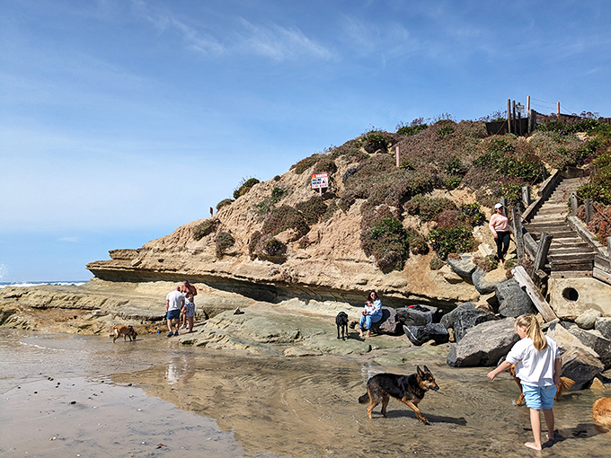 Sand, sea, and wagging tails &ndash; just another day in doggy paradise at Del Mar Beach!