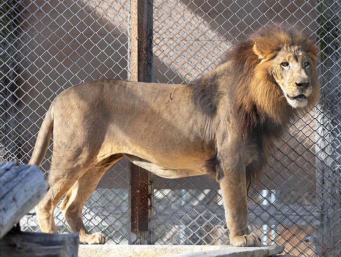 From tigers to bears, Octagon Wildlife Sanctuary is where retired circus stars become the mane attraction.