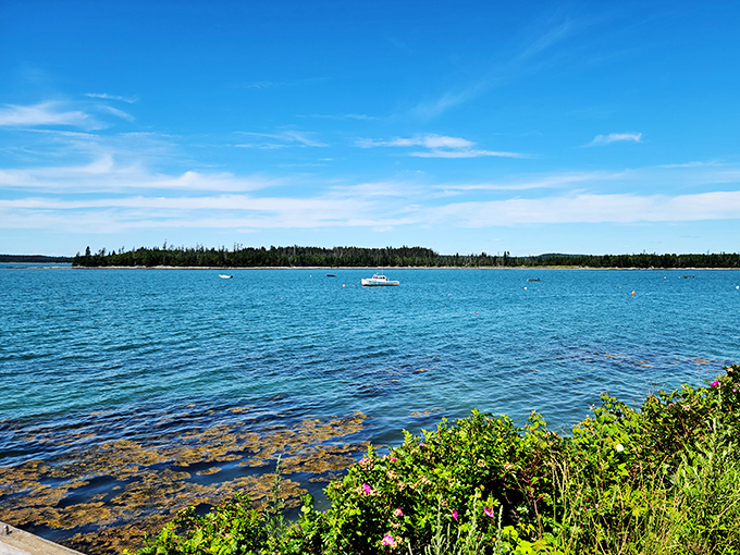 Forest meets sea at Roque Bluffs, serving up a perfect blend of shade and surf for indecisive adventurers.